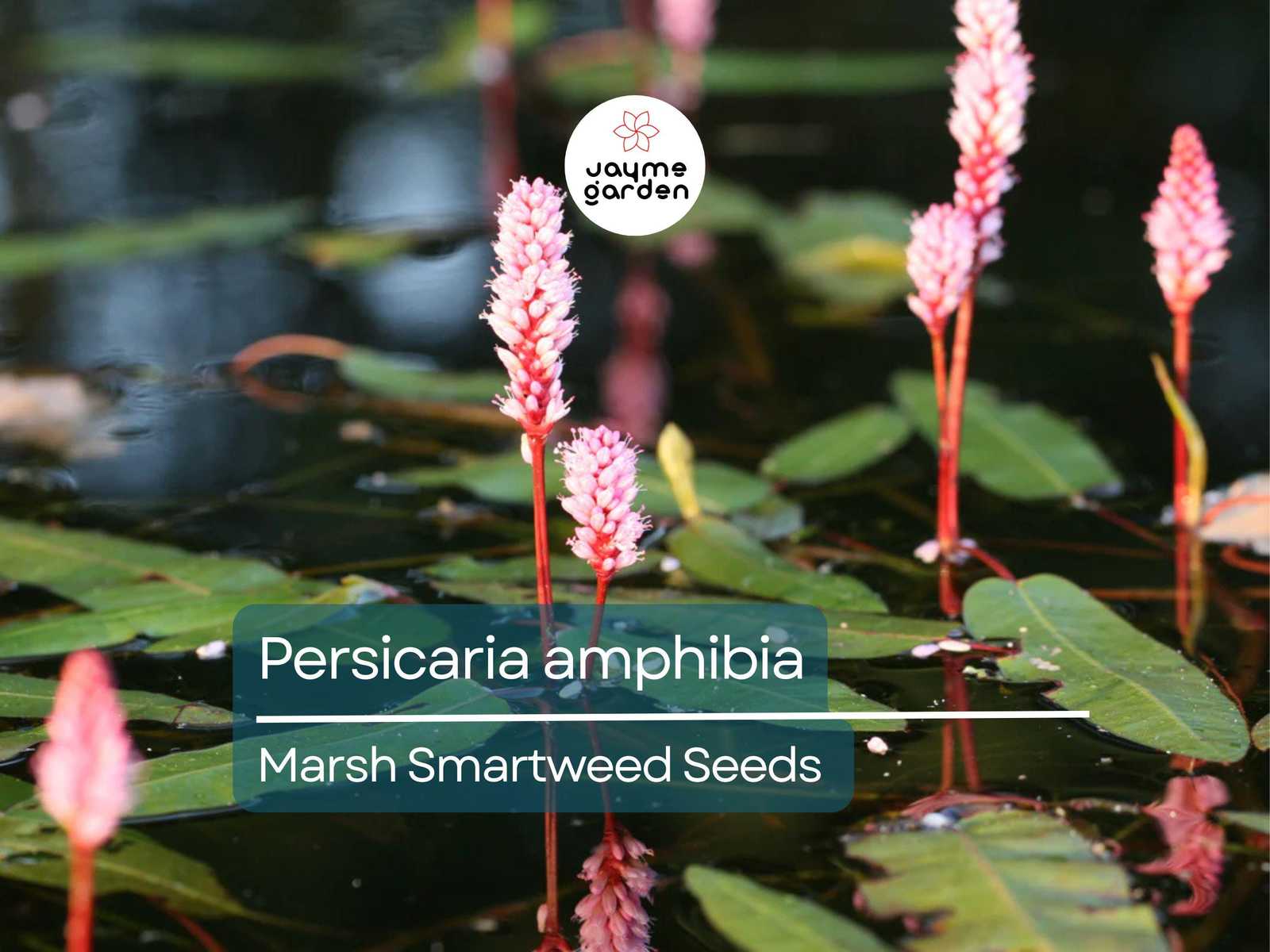 50 Seeds Persicaria Amphibia | Marsh Smartweed for Planting | Aquatic ...