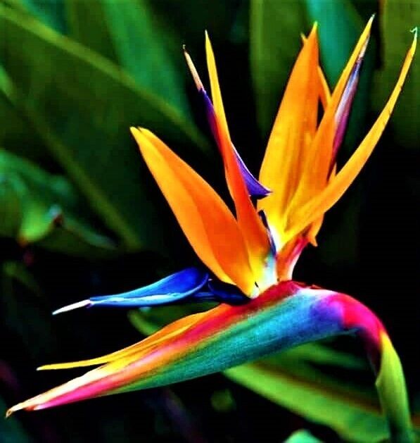 20 Bird of Paradise Seeds Strelitzia Reginae Beautiful Colorful Flower ...