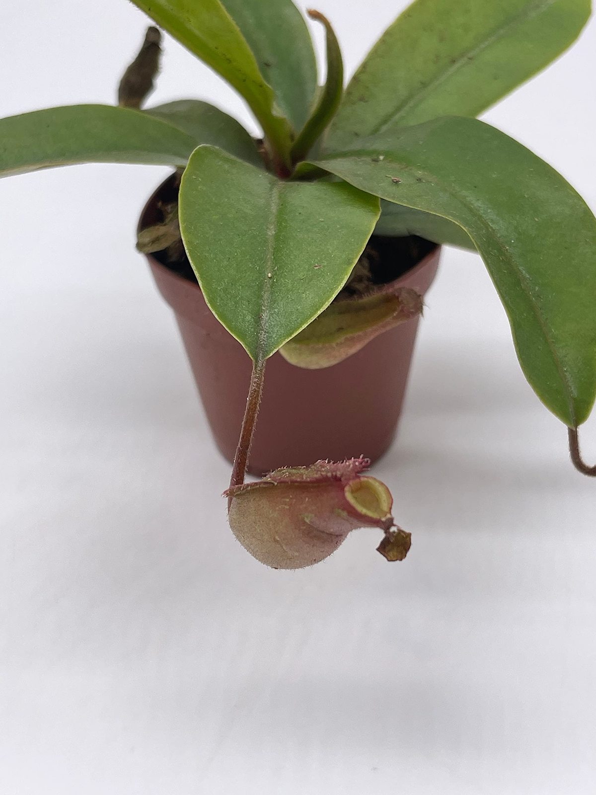 Winged Pitcher Plant, Carnivorous, in 2 inch Pot - Plants & Seedlings