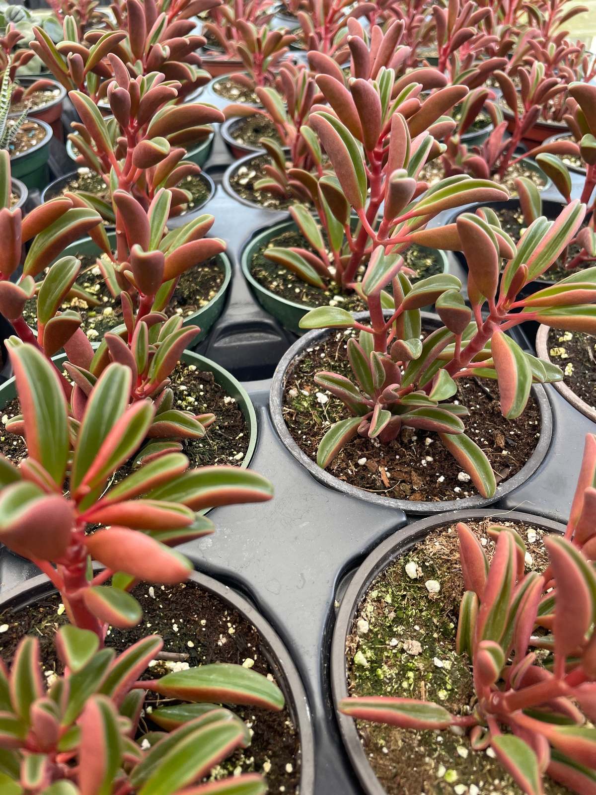 Red Taco Plant / Peperomia graveolens "Ruby Glow" / 3" Pot Ruby P ...