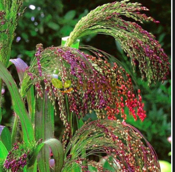 Violet Panic Grass 30 Seeds New Fresh US Shipping - Plants, Seeds & Bulbs