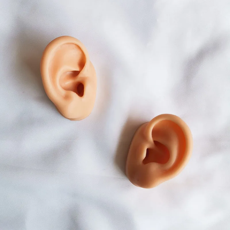 ear model ear acupuncture practice model right and left Teaching ...