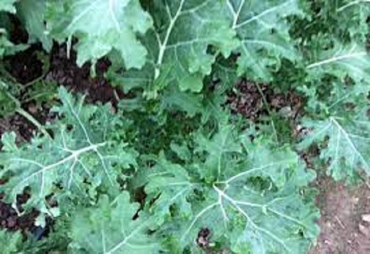 Premium White Russian Kale Fresh Organic Heirloom Seeds - Seeds & Bulbs