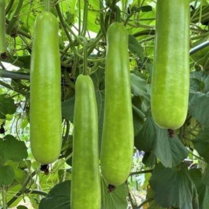BS 35 Long Bottle Gourd Seeds Non-Gmo Calabash Gourd Seeds For Planting ...