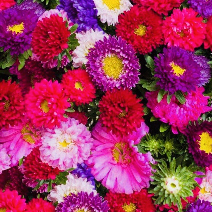 PS 50 Aster Powderpuff Mix Flower Seeds Non Gmo Fast Grow - Seeds & Bulbs