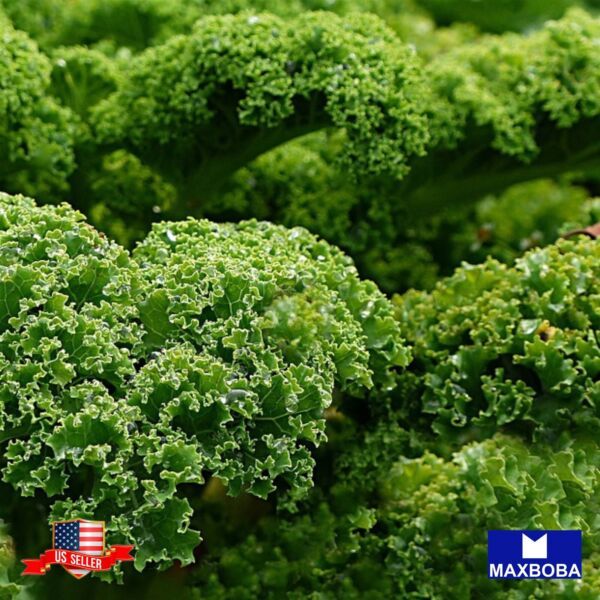 Kale Seeds Dwarf Siberian Non Gmo Heirloom Vegetable Home Garden ...