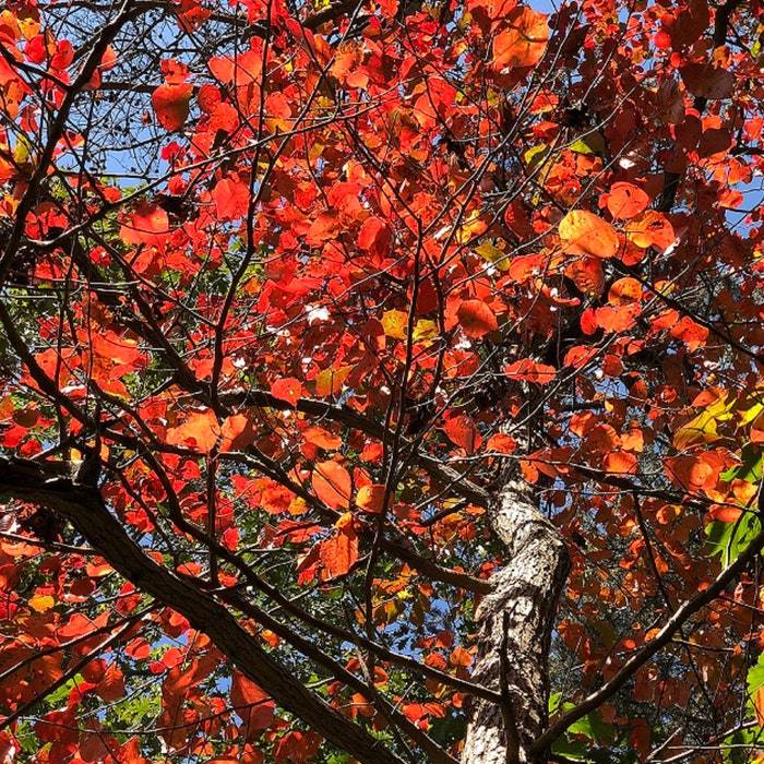 10 Wildfire Black Tupelo Gum Tree Seeds Nyssa Sylvatica Edible Fruits ...