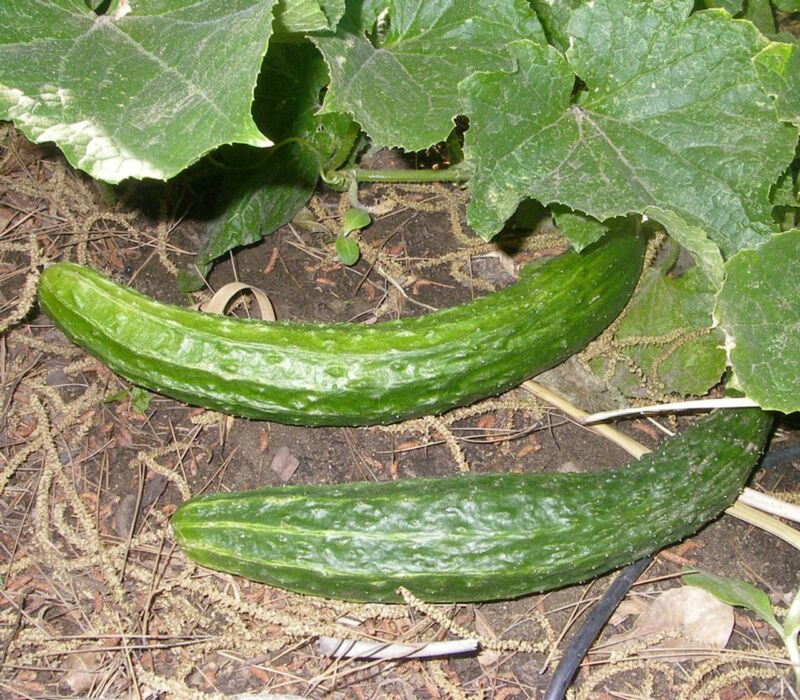 BEST 25 Seeds Easy To Grow Palace King Cucumber Hybrid Vegetable ...