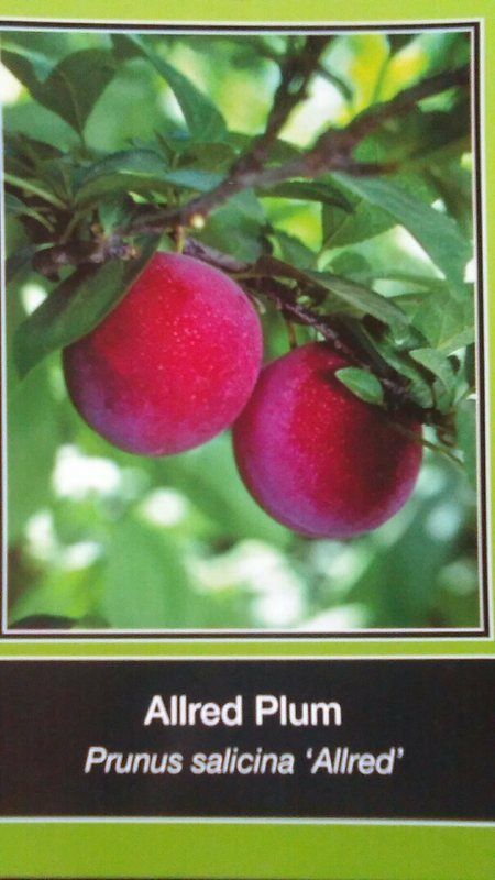 4'-6' ALLRED PLUM Fruit Tree Plant Healthy Trees Sweet Plums Home ...