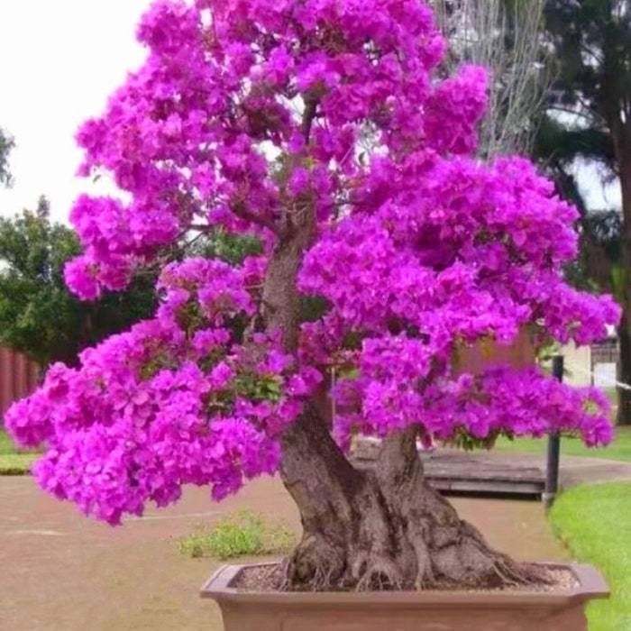 50 Chinese Redbud Tree Seeds Shrub Cercis 0R Bonsai Pink Purple Flower ...