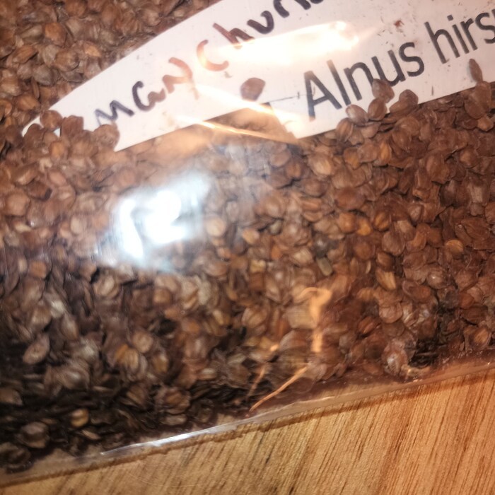 Manchurian Alder Tree Seeds Alnus Hirsutasiberian AlderJapanese Alder ...