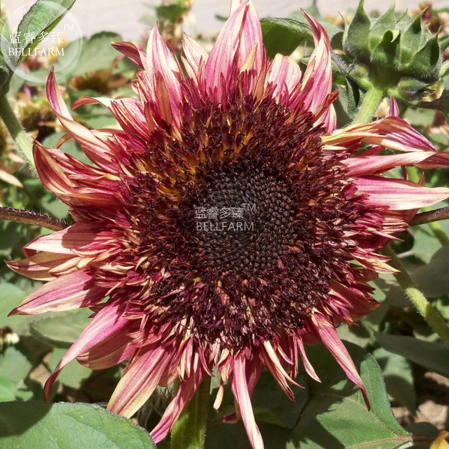 Sunflower Double Dandy Seeds Pack Semi Double Petal Type With Mauve ...