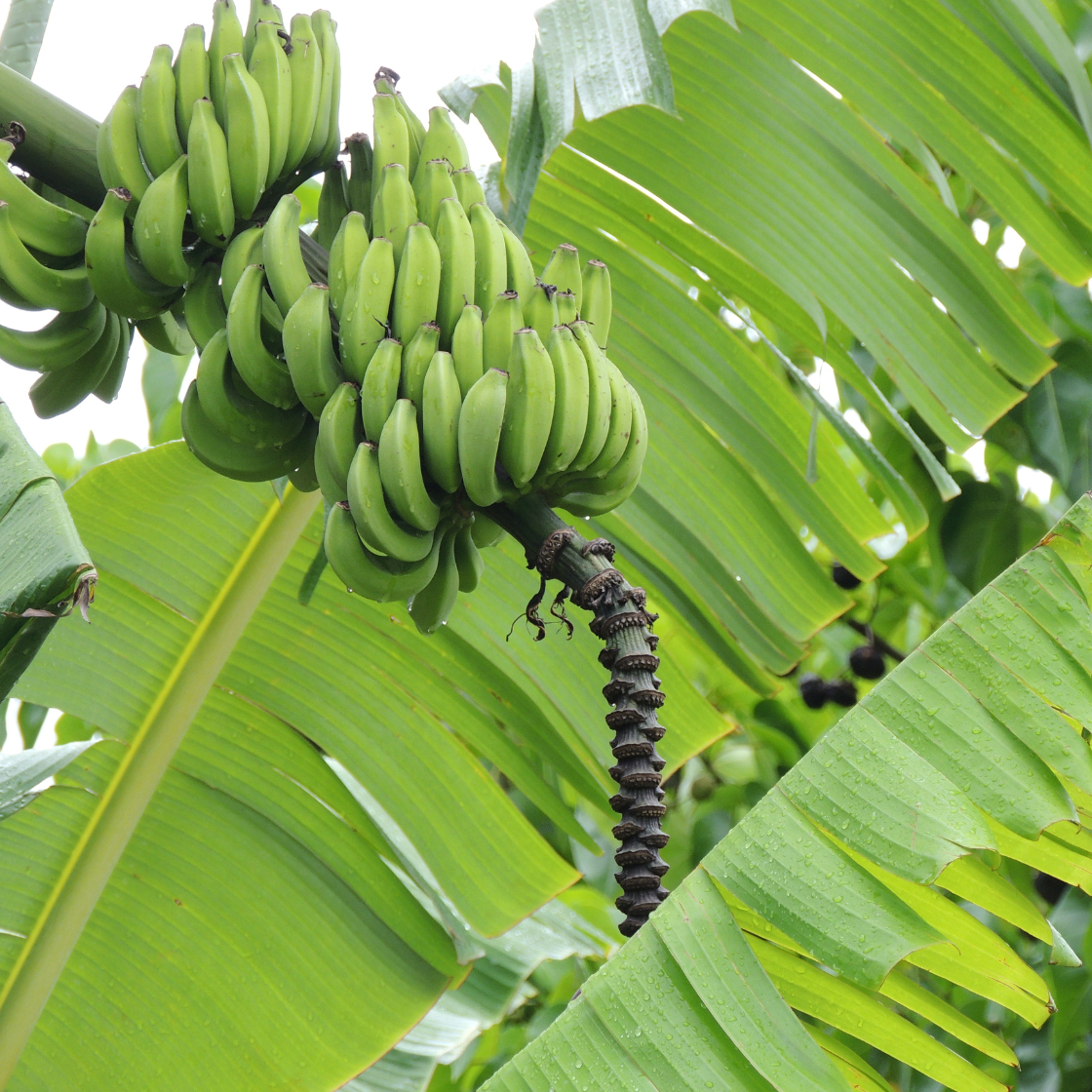 Edible Banana Tree ‘Dwarf Lady Finger’ (Musa acuminata) - 100 Seeds ...