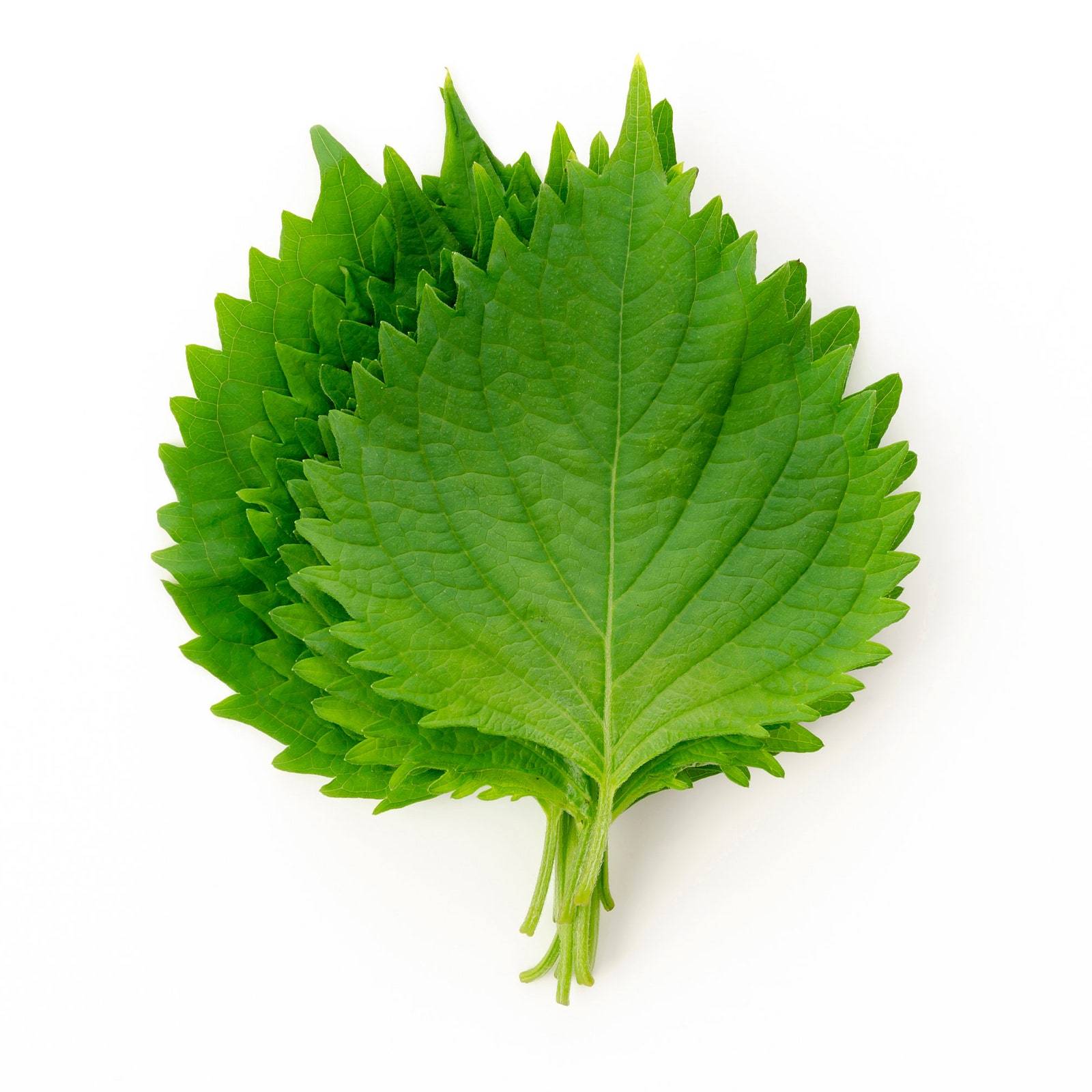 Green Shiso Japanese Perilla Leaf Frutescens Garden Beautiful - Plants ...