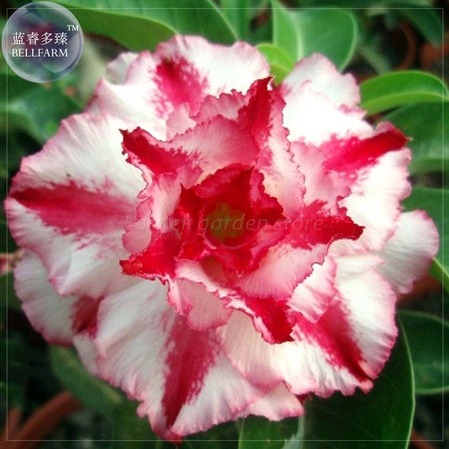 NEW BELLFARM Imported Adenium seed, only 1 Seed, big blooms colorful ...