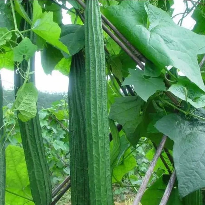 KKG 20 Ridged Sponge Gourd Seeds Heirloom Angled Luffa Gourd Vegetable ...
