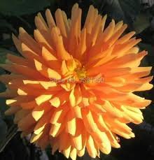Dahlia Bonsai, Type Flower Dahlia Pachyderms Flower Plant Bonsai ...