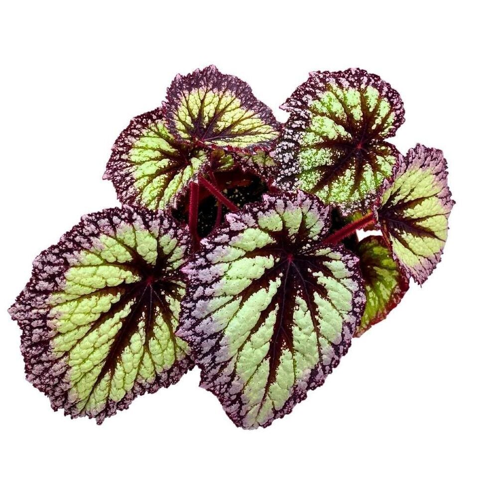Harmony's Starry Night Begonia Rex 6 inch Super Splashy White Purple ...