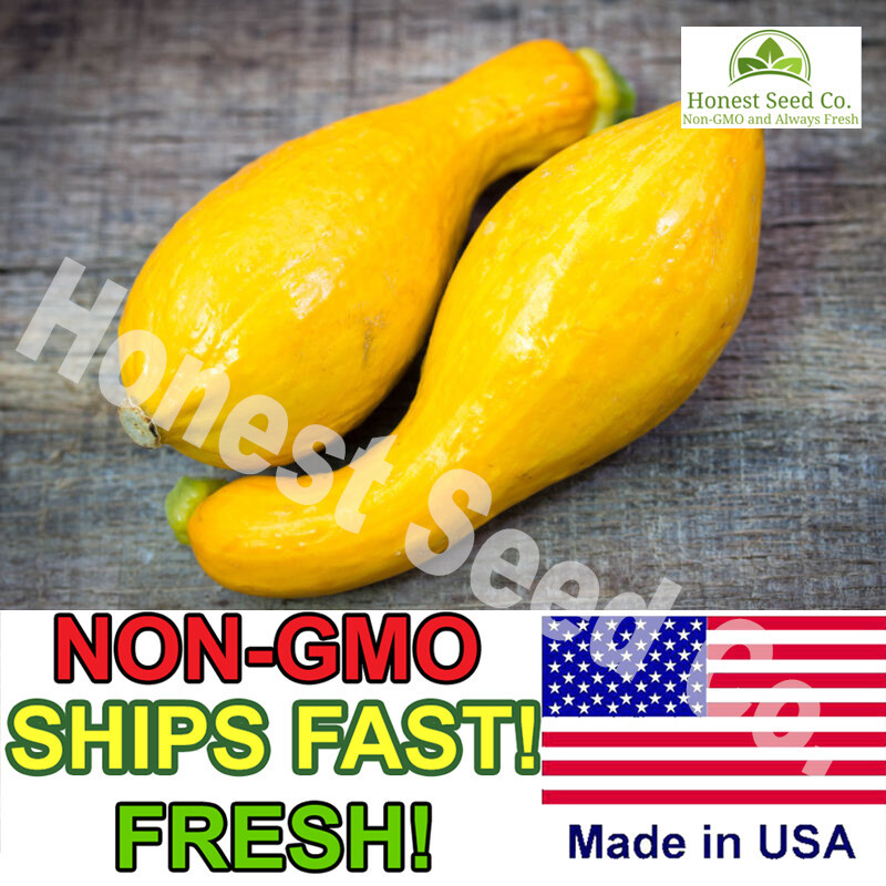 FMG 25 Crookneck Yellow Squash Non-Gmo Heirloom Fast Grow - Seeds & Bulbs