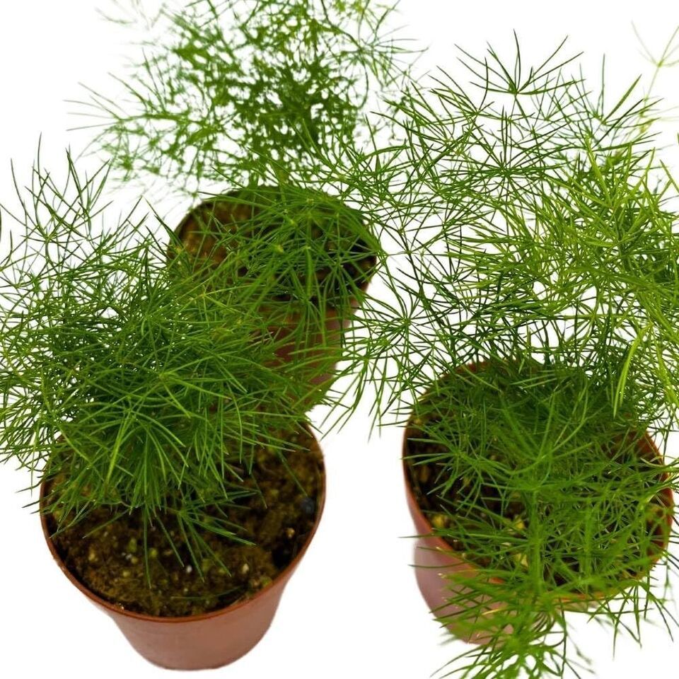 Fern Sprengeri Asparagus densiflorus 2 inch Set of 3 Starters Tiny Mini ...