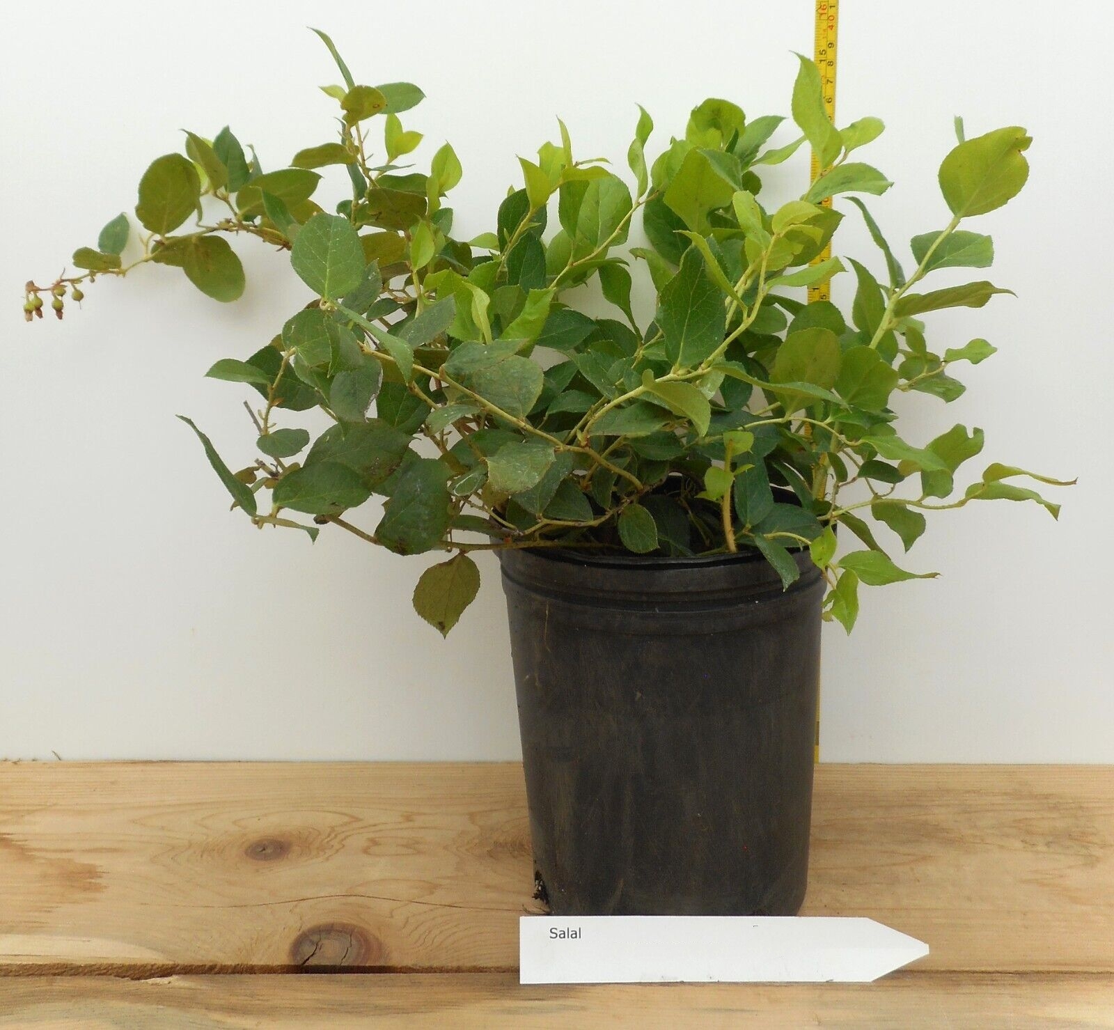 Salal (Gaultheria shallon) Gallon Pot Ground Cover Erosion Control ...