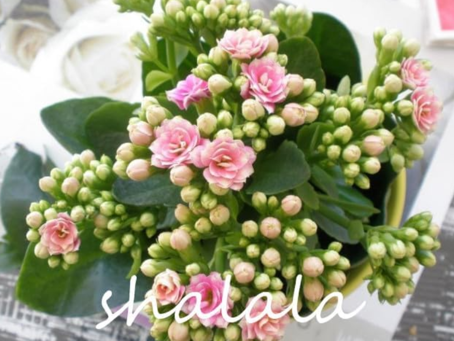 SL Longevity Flower Potted Beautiful Planting Seasons Flowering Plants ...