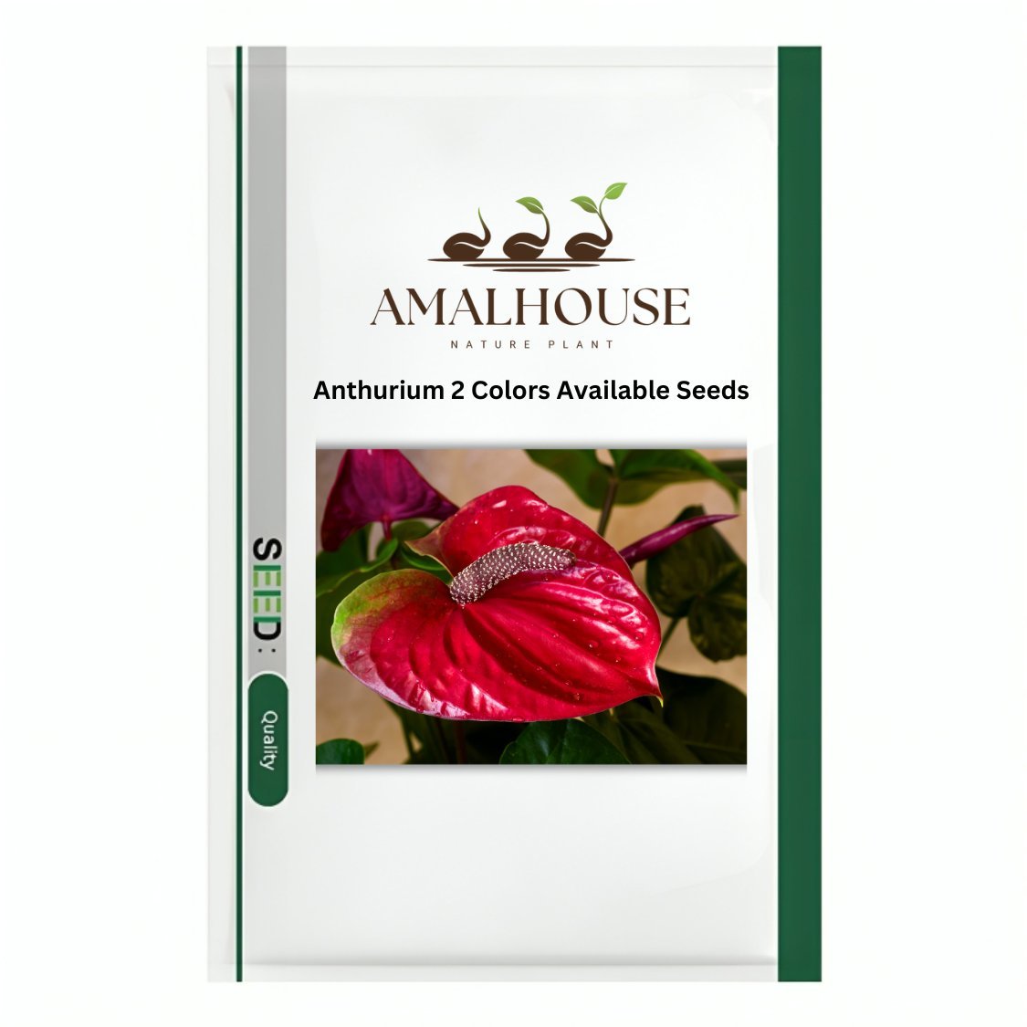 Anthurium 2 Colors Available - 100 PCS Seeds - Home & Garden