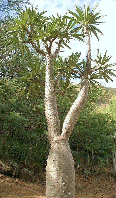 Pachypodium Lamerei Ramosum, Madagascar Palm Caudex Bonsai Thorns Seed ...
