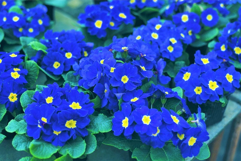SRN 15 Accord Blue English Primrose Primula Vulgaris Shade Flower Seeds ...