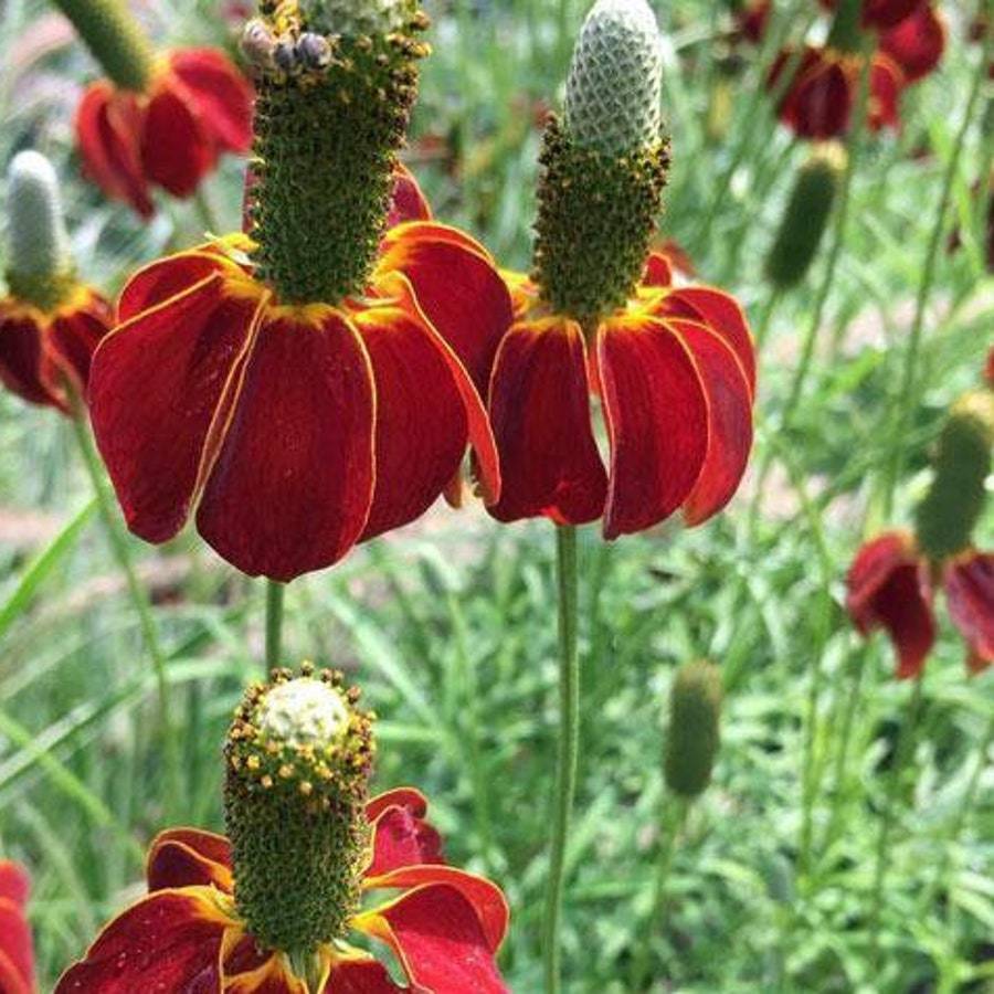 Ratibida Columnifera Dwarf Red Coneflower Red Midget 1000 Seeds Seeds ...