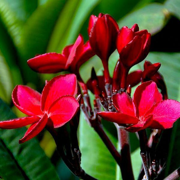 KKG Plumeria Rubra Red Plumeria Seeds Fresh Garden - Seeds & Bulbs