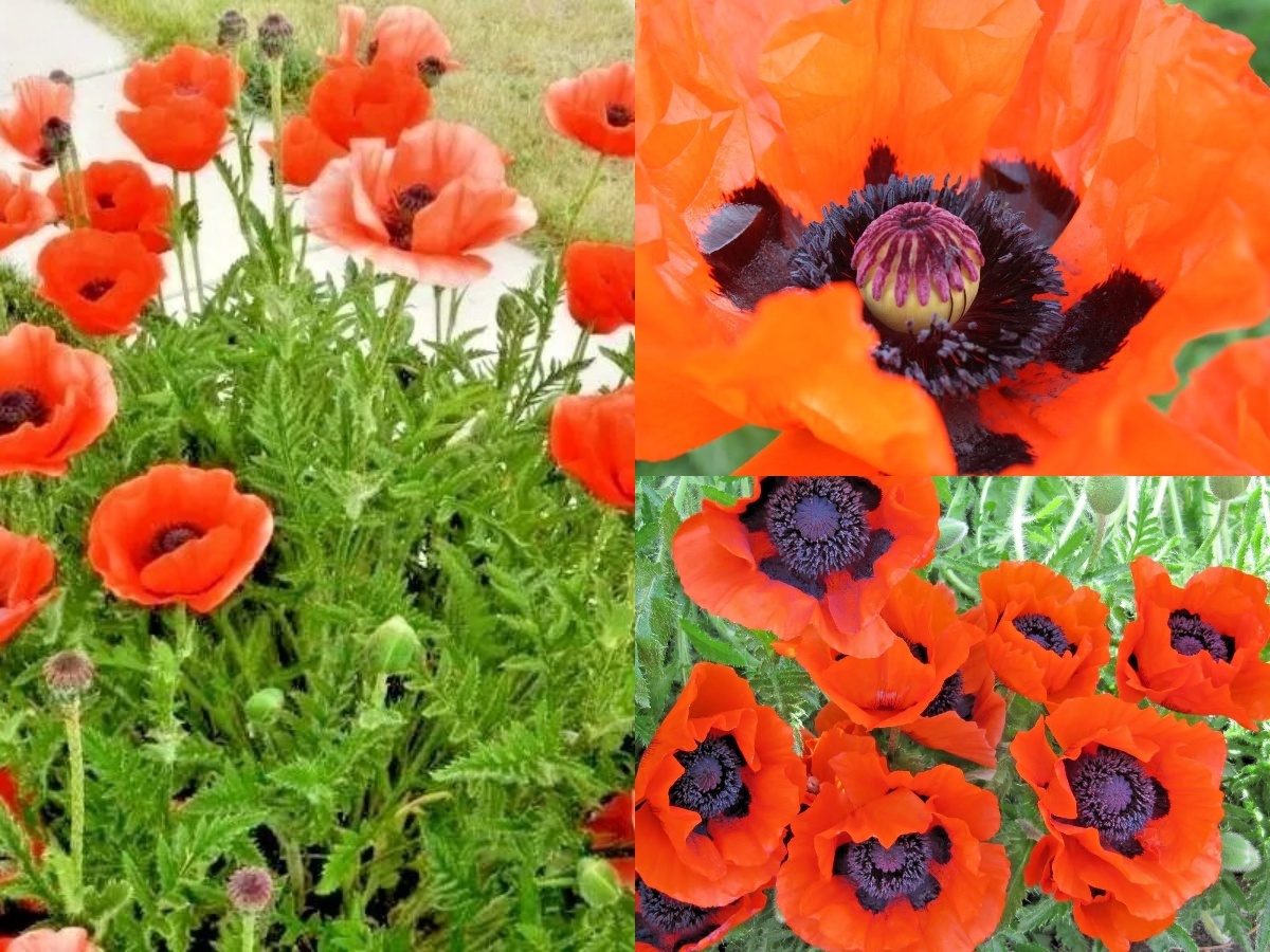 501+ORIENTAL POPPY Perennial Flower Seeds Garden Container Drought Heat ...
