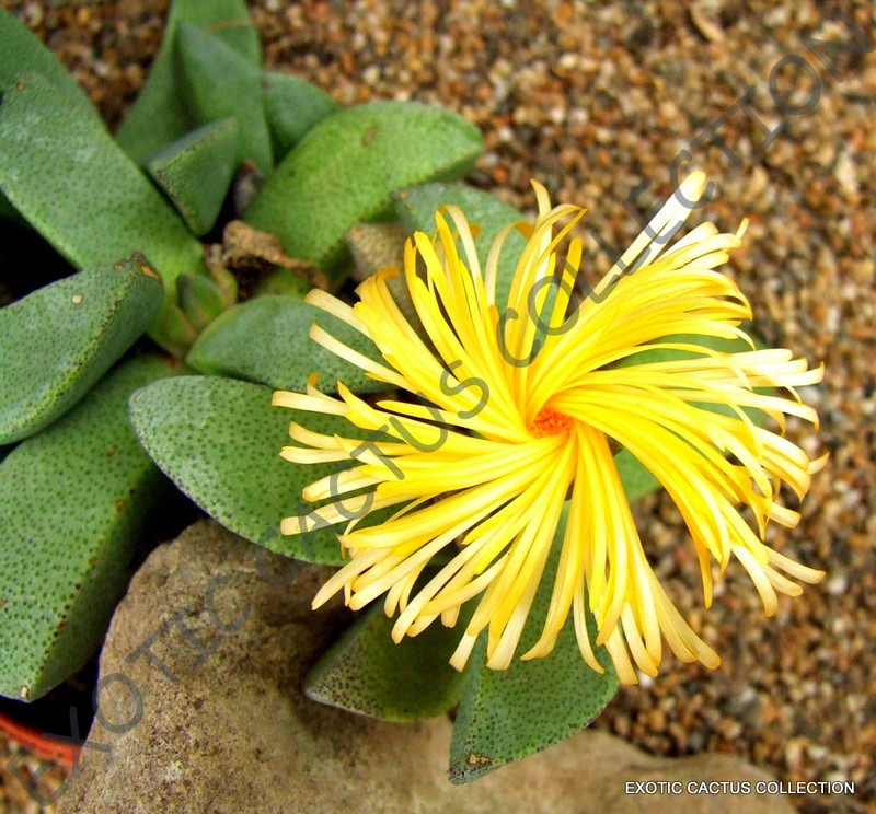 BRN Pleiospilos Magnipunctatus Succulent Mesembs Living Stones Seed 20 ...