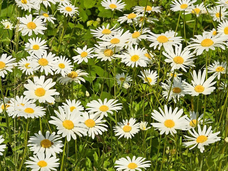 SYR Daisy Oxeye Oxeye Daisies White Perennial 1500 Seeds Groco Fast ...