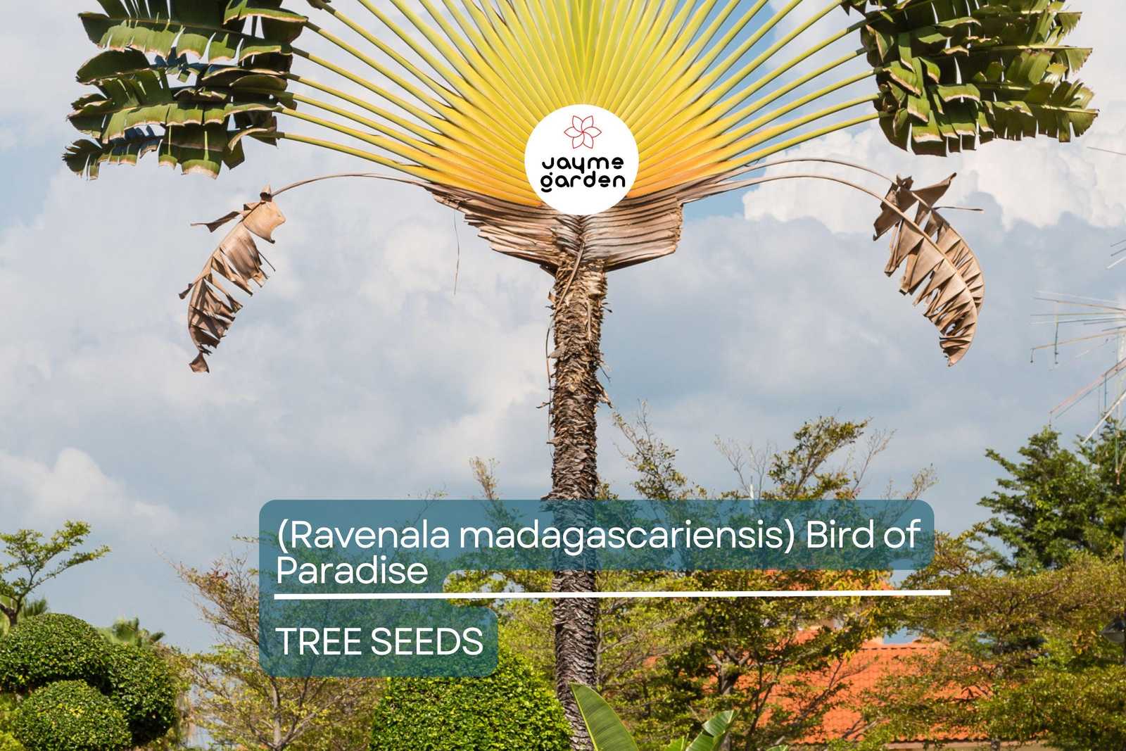 5 Traveler’s Palm Tree Seeds – Ravenala madagascariensis, Bird of ...
