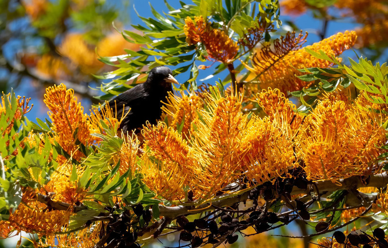 FMG 35 Silky Oak Tree Orange Flower Southern Silver Oak Grevillea ...
