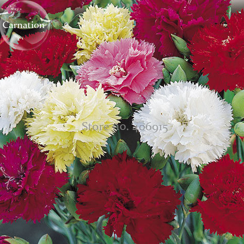 New Fresh Dianthus Caryophy Chabaud Mixed Carnation Seeds 50 Seeds The ...
