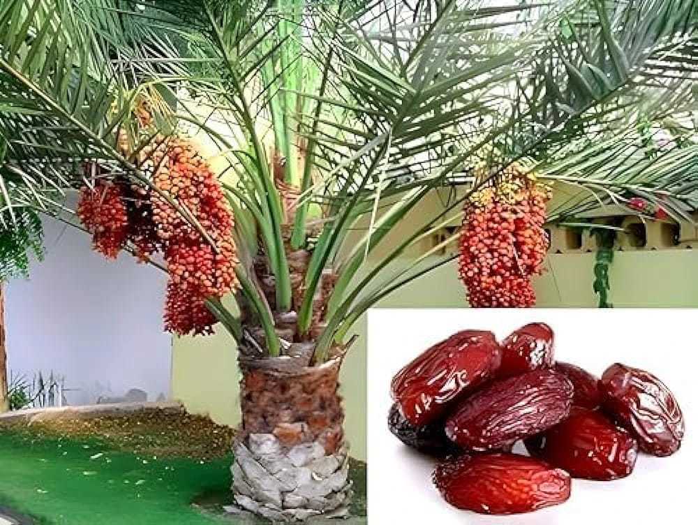 Most Expensive Dates Plant (Original Dwarf Variety) Fruit Live Plant 1 ...