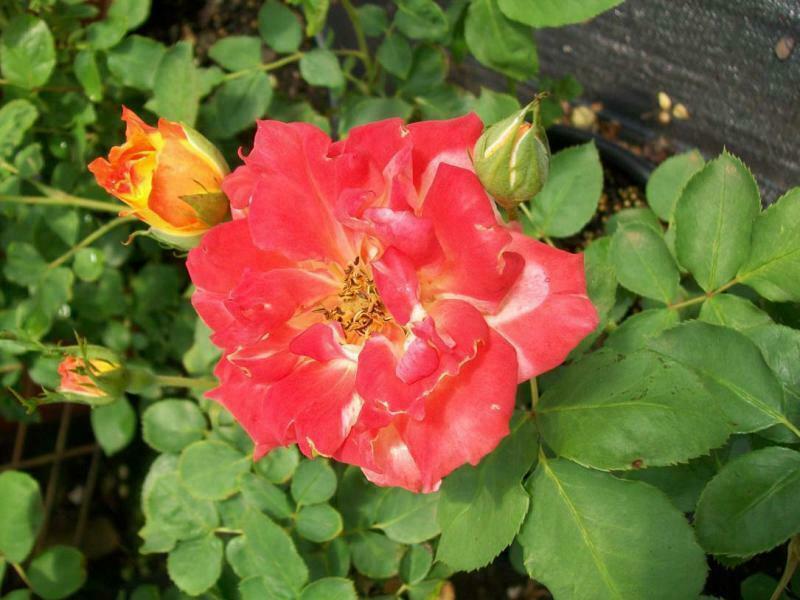 Pinata Yellow Orange Rose 5 Gal. Live Bush Plants Shrub Plant Fine ...