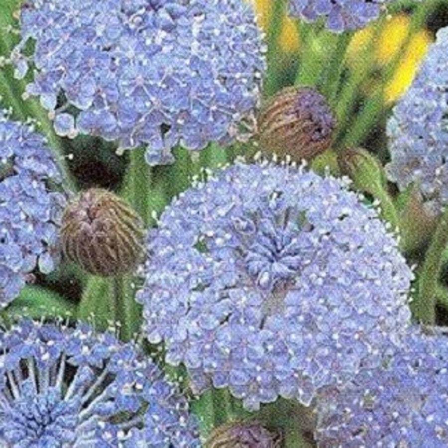 100 Organic Blue Lace Flower Aka Didiscus Island Daisy Trachymene ...