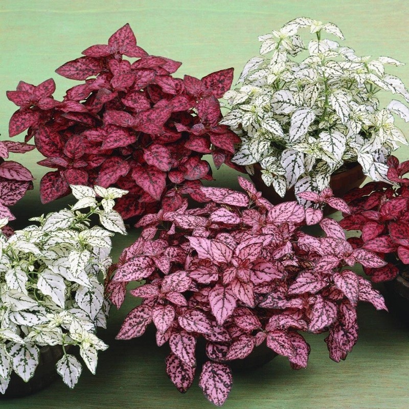 50 Hypoestes Splash Select Mix Hypoestes Heirloom Seeds - Seeds & Bulbs