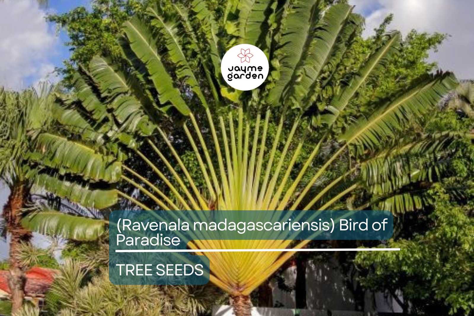 5 Traveler’s Palm Tree Seeds – Ravenala madagascariensis, Bird of ...