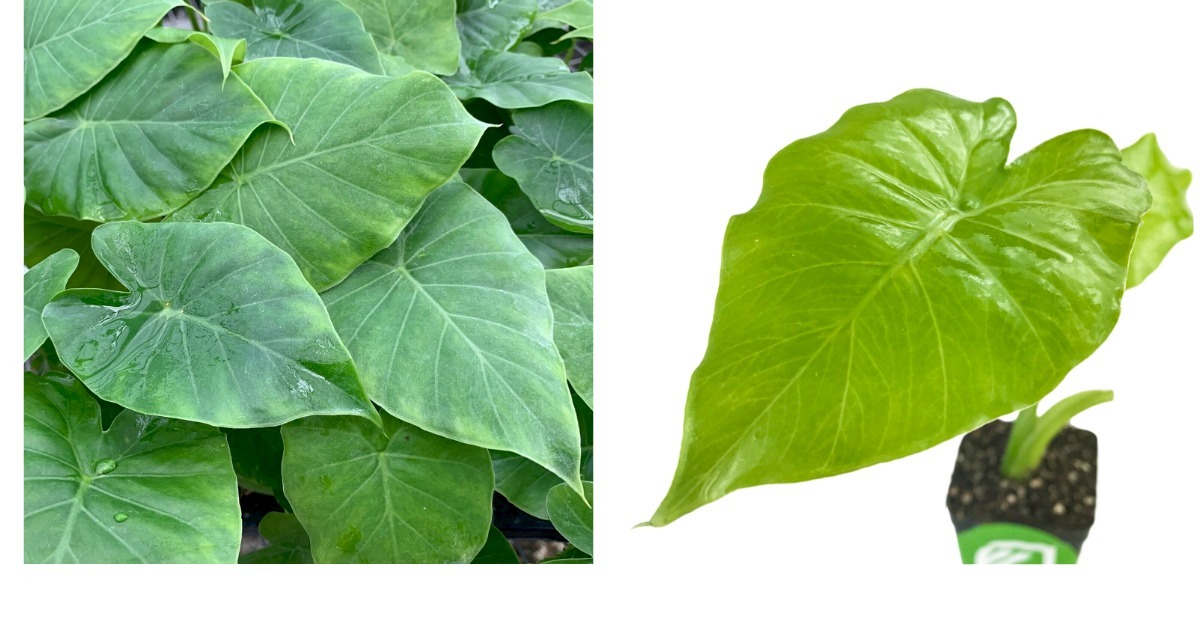 Live Plant Odora Elephant Ear - Alocasia odora - Live Plant - Plants ...