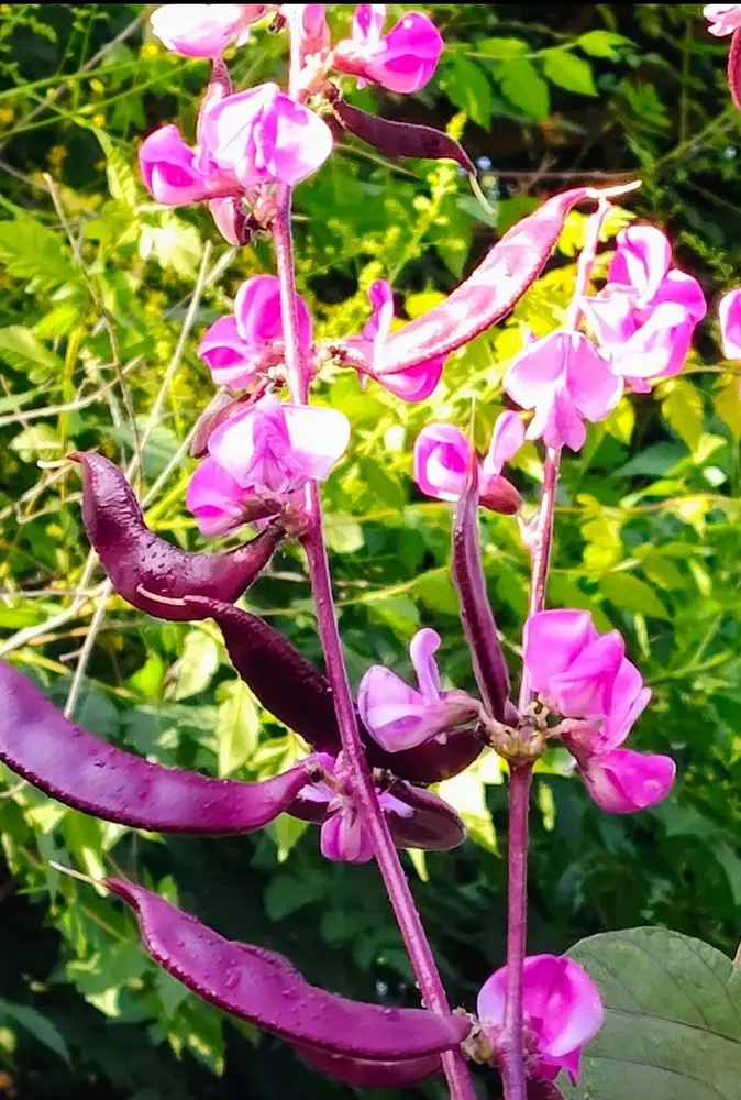 Stunning 15+SEEDS BATAW LABLAB PURPUREUS Purple Moon Hyacinth Bean ...
