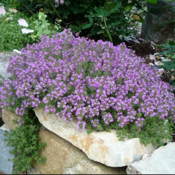 Creeping Thyme Lavender Groundcover Perennial Purple Flowers Non-Gmo ...