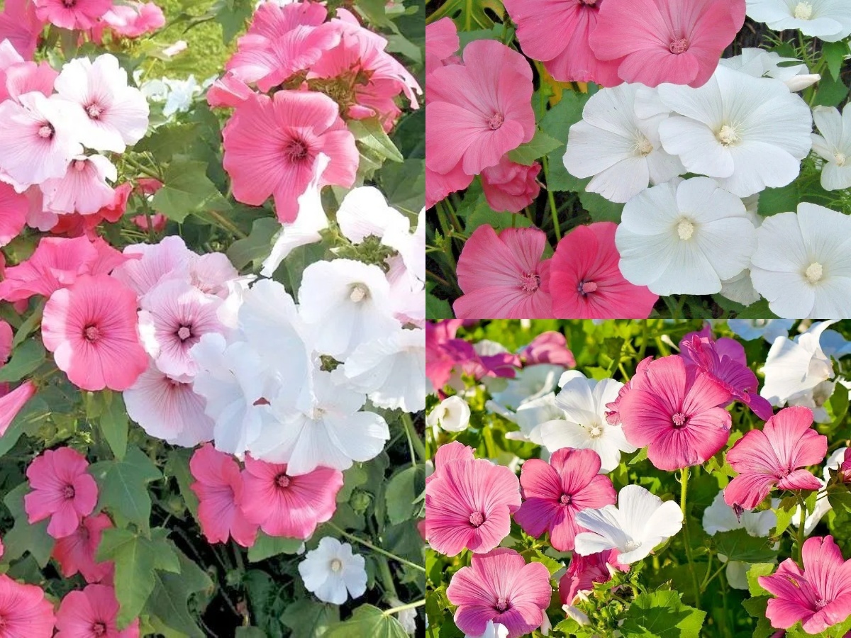 101+ROSE MALLOW MIX Native Wildflower Flowering Seed Shrub Bush Garden ...