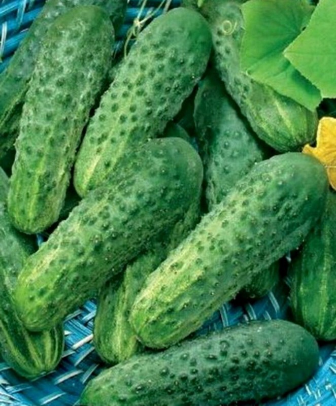 FMG 20 Wisconsin Cucumber Seeds Fast Growing - Seeds & Bulbs