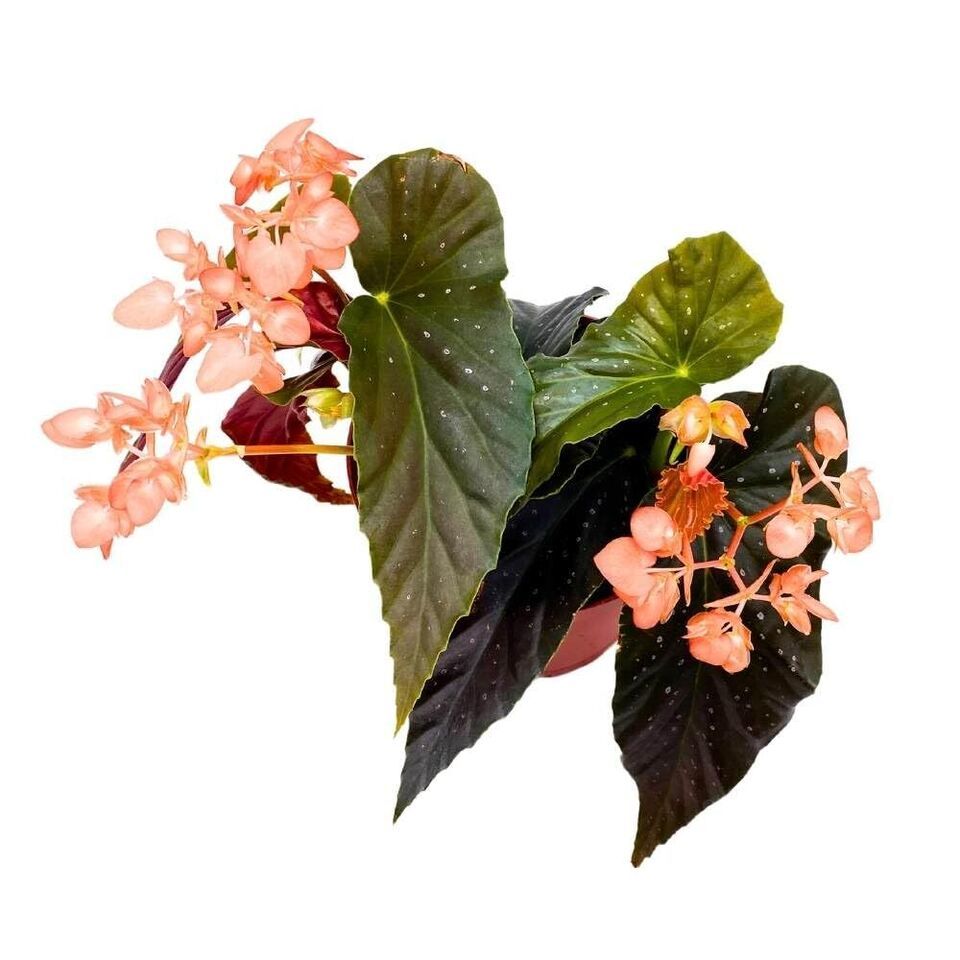 Harmony's Gypsy Angel Wing Hybrid Cane Begonia, 6 inch, Dark with ...
