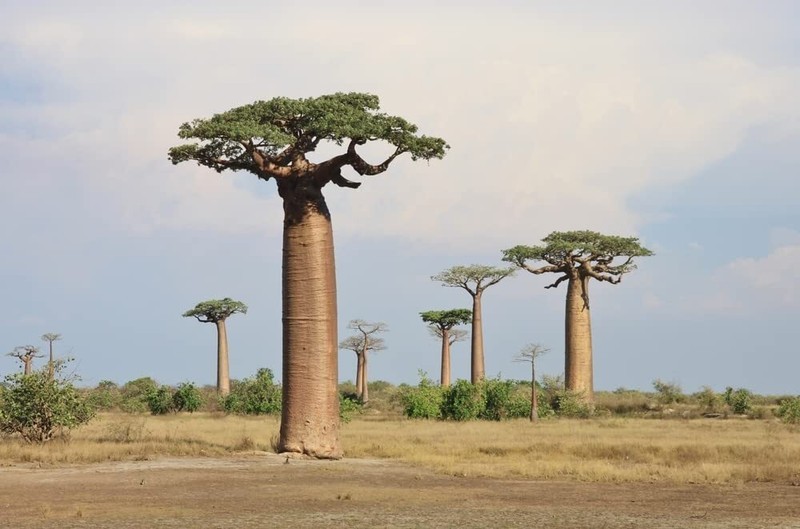 MX Baobab Tree Seeds 5 Seeds To Grow Highly Prized Baobab Tree Bulk ...