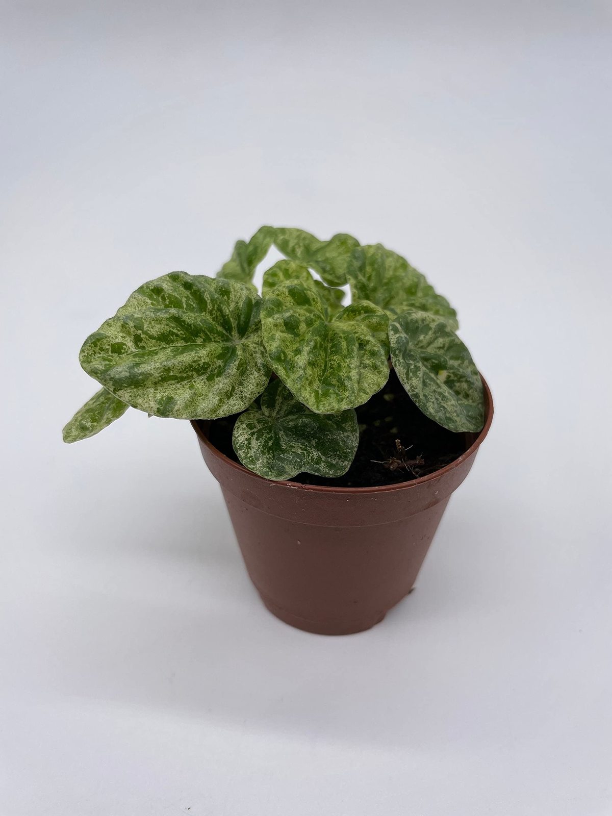 Variegated Emerald Ripple Peperomia Caperata, 2 inch Pot, Rare Pep ...